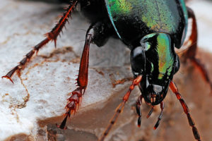 9 Common Tree Health Problems and Solutions