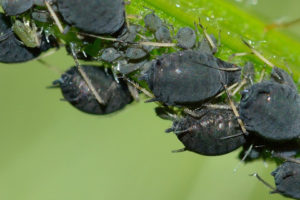 Preventing and Eliminating Christmas Tree Bugs