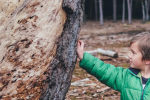 Why Is Bark Peeling Off My Tree? | 72 Tree