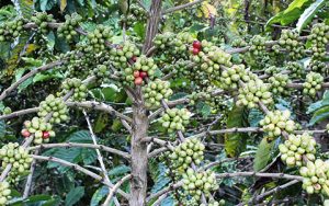 Growing Coffee Trees in Alpharetta Georgia