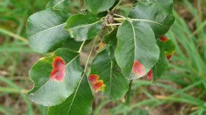 Understanding and Treating Damaged Tree Roots | 72 Tree