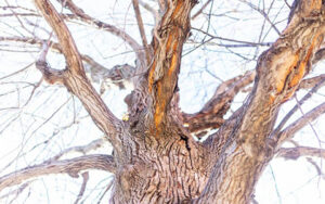 10 Alpharetta Tree Diseases - Identification & Treatment