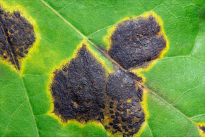 Maple Tar Spot Disease and Treatment