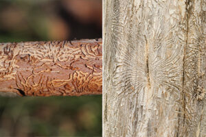 Dutch Elm Disease | 72 Tree