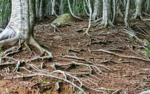 How To Avoid Invasive Tree Roots Destroying Your Landscape