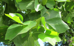 Tulip Tree Information, Problems, and Care