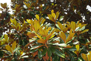3 Evergreen Tree Species for Your Alpharetta and Roswell Yard