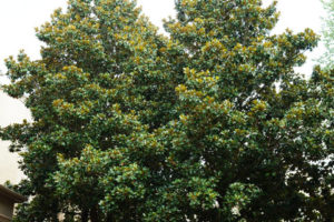 3 Evergreen Tree Species for Your Alpharetta and Roswell Yard