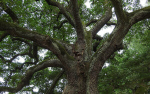 How To Build a Treehouse in 11 Easy Steps