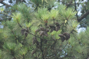 3 Evergreen Tree Species for Your Alpharetta and Roswell Yard