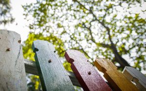 Who is Responsible for Overhanging Tree Branches