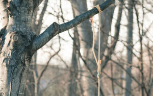 How To Build a Treehouse in 11 Easy Steps
