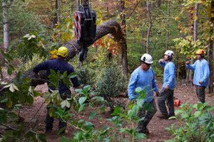 What Is an ISA Certified Arborist?