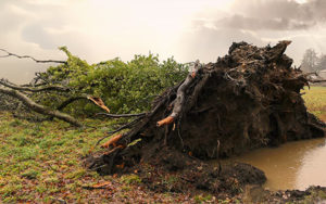 Tree Blowndown Windthrow and Windsnap