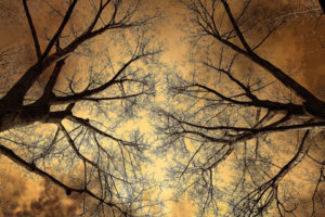 9 Common Tree Health Problems and Solutions