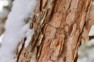 Why Is Bark Peeling Off My Tree? | 72 Tree