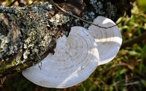 10 Alpharetta Tree Diseases - Identification & Treatment