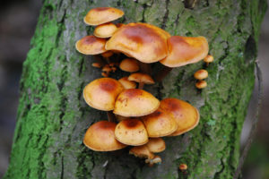 9 Common Tree Health Problems and Solutions