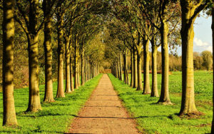 A Beginners Guide to Tree Planting