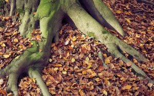 Tree Root Rot Causes, Symptoms, and Treatments