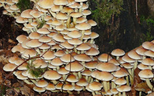 Tree Root Rot Causes, Symptoms, and Treatments