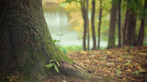 Understanding and Treating Damaged Tree Roots | 72 Tree