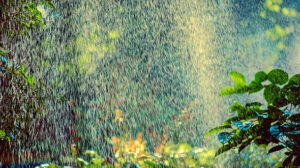 Understanding and Treating Damaged Tree Roots | 72 Tree