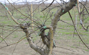 Controlling and Removing Tree Suckers