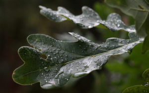 Oak Wilt Identification, Treatment, and Prevention